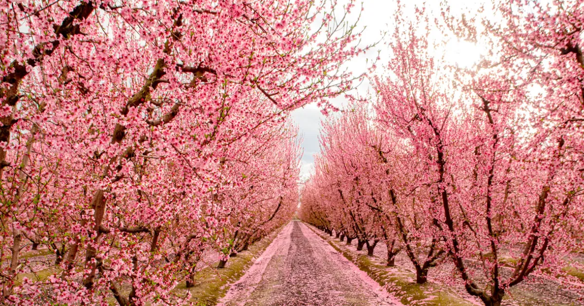 February 2025 Events in California | Visit California